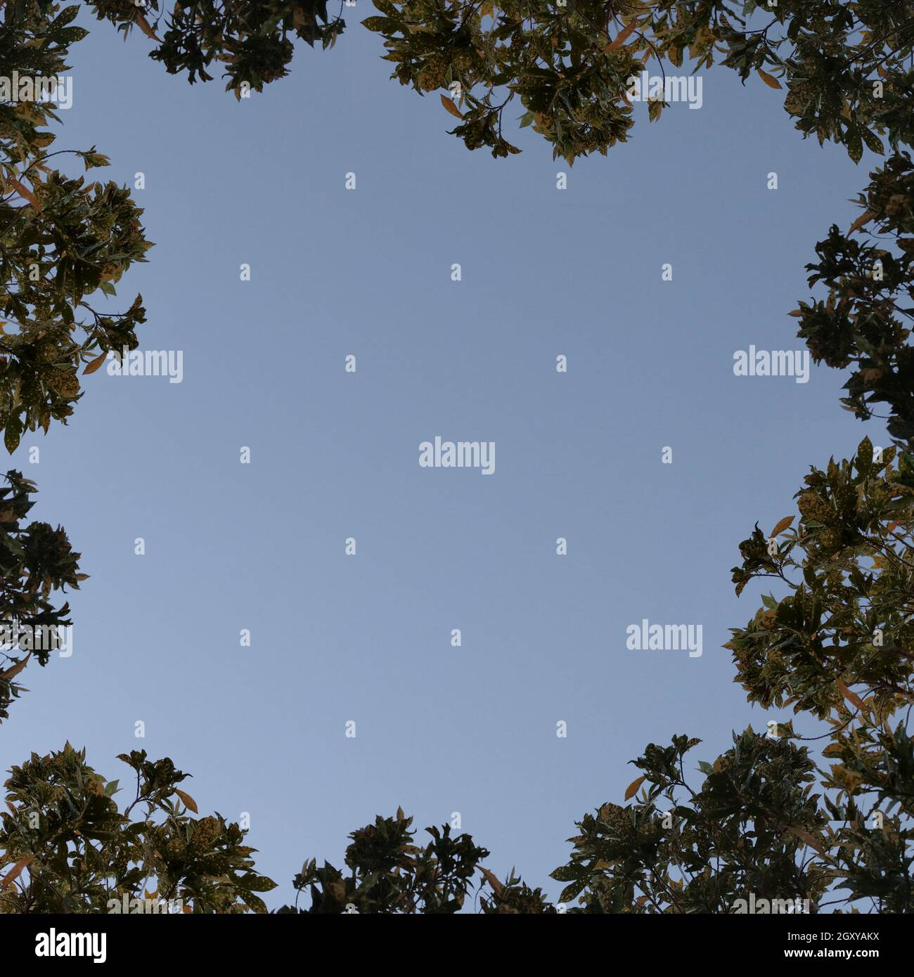 plant bushes frame with clear sky background Stock Photo - Alamy