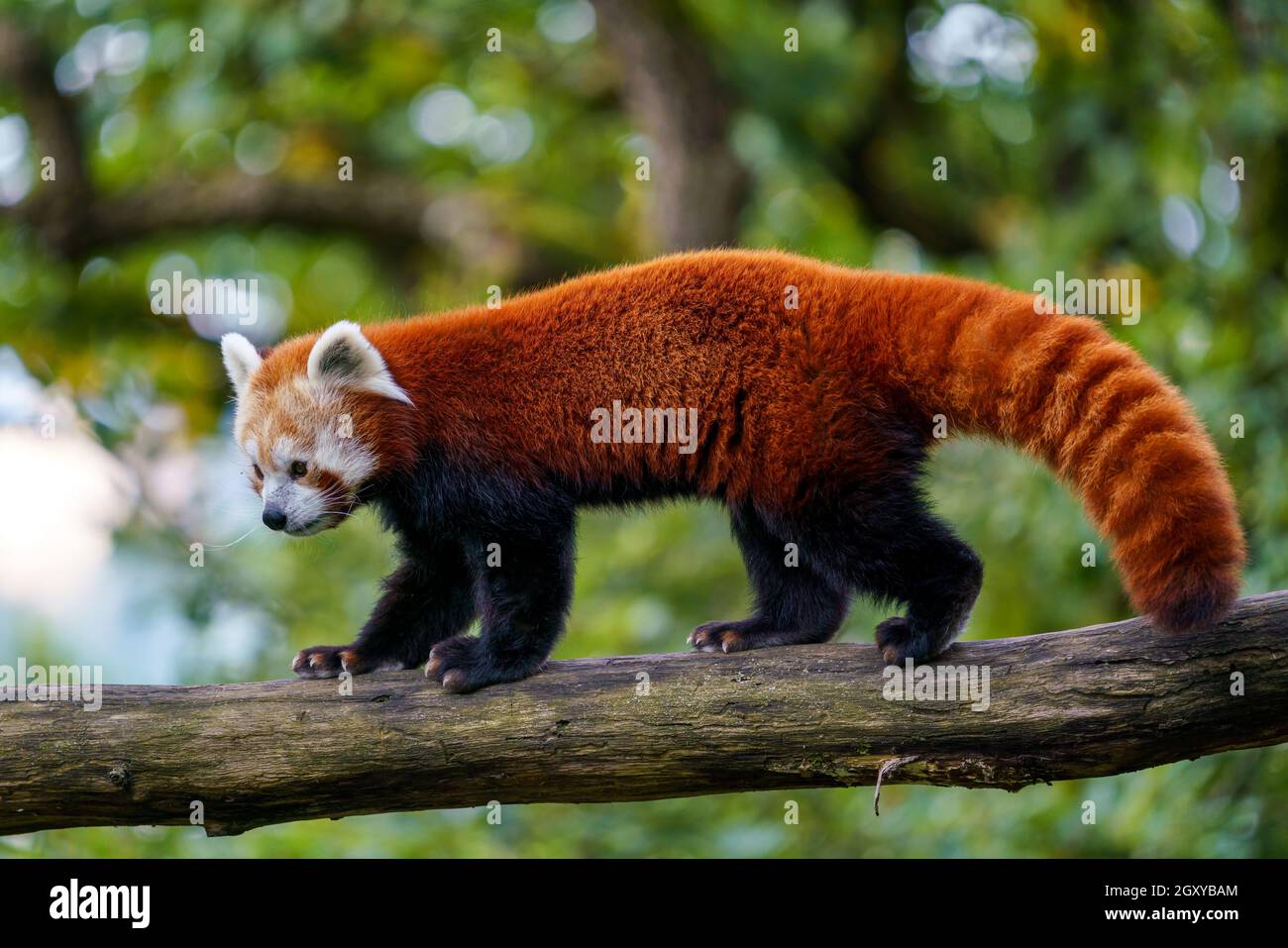 Cute Red Panda Bears