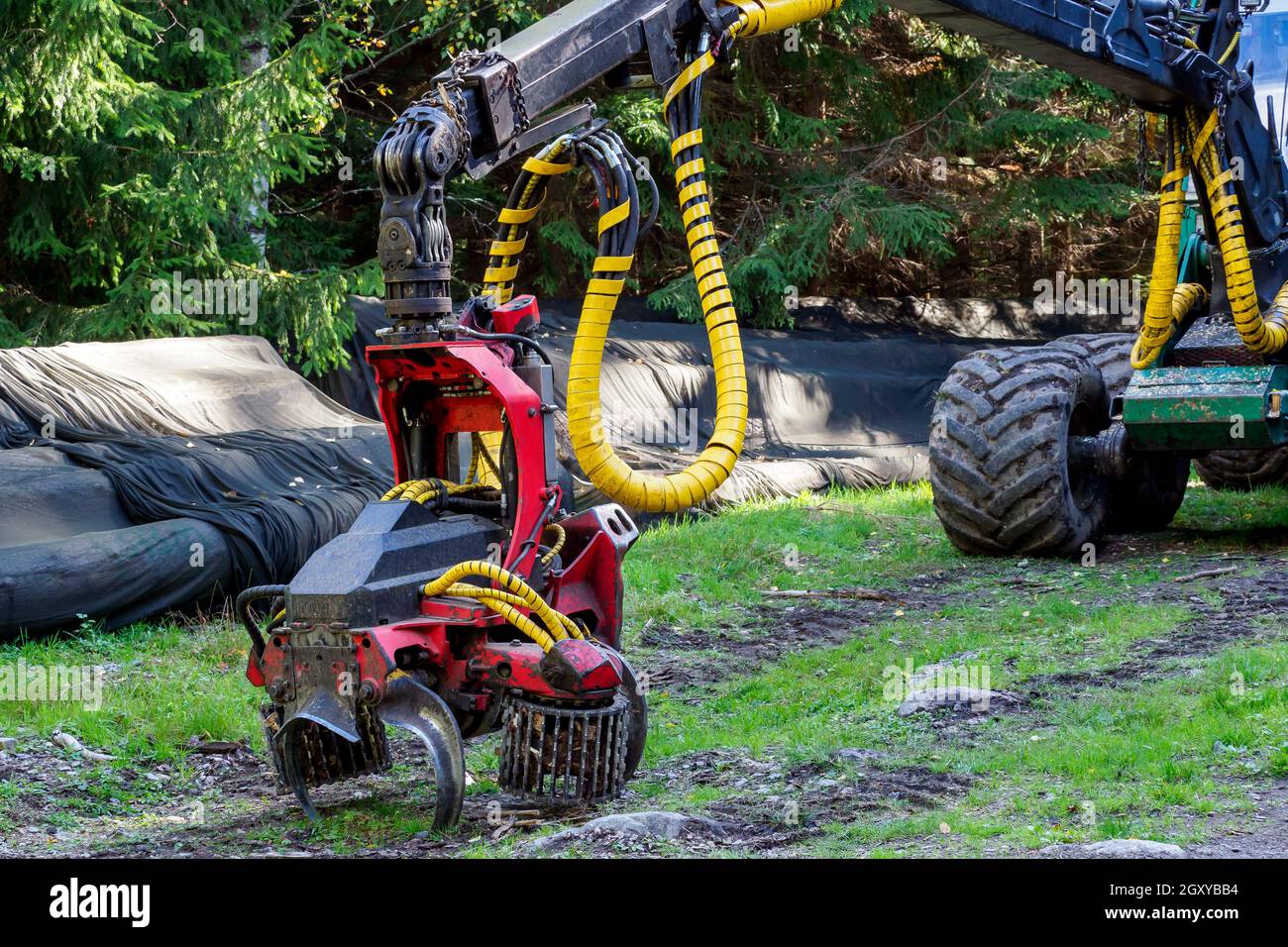 The harvester in a forest. Wheeled harvester for sawing trees and ...