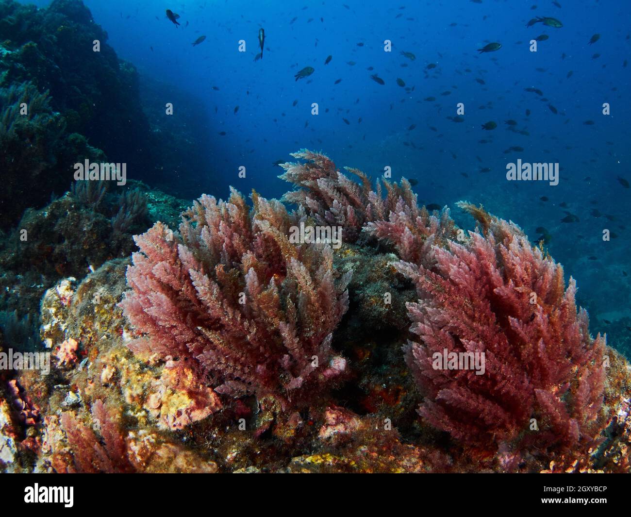 Invasive red algae (Asparagopsis sp.) covering rocks on the seafloor ...