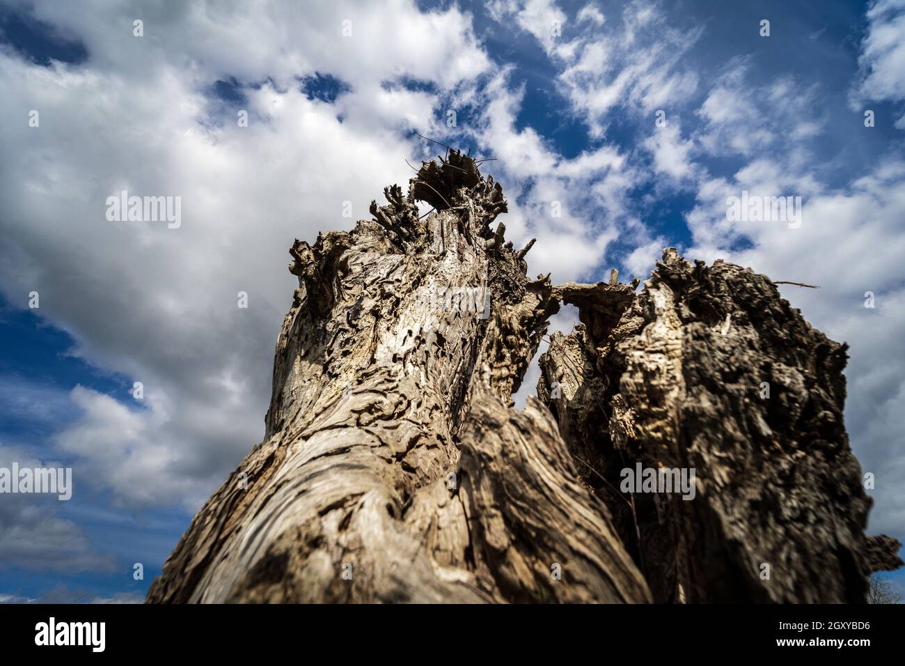 Old dry tree trunk against the background of the sky Stock Photo - Alamy