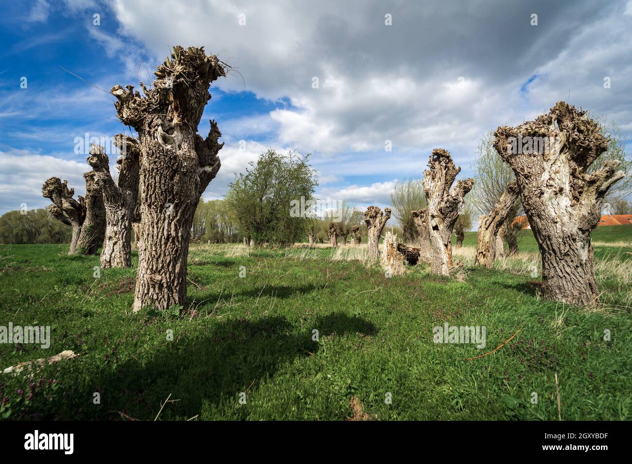 Old willow pollard hi-res stock photography and images - Alamy