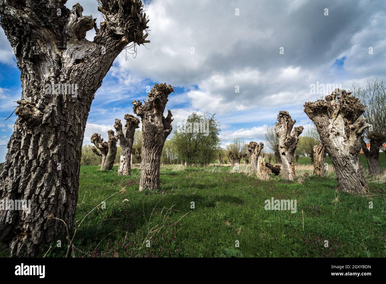 Old willow pollard hi-res stock photography and images - Alamy