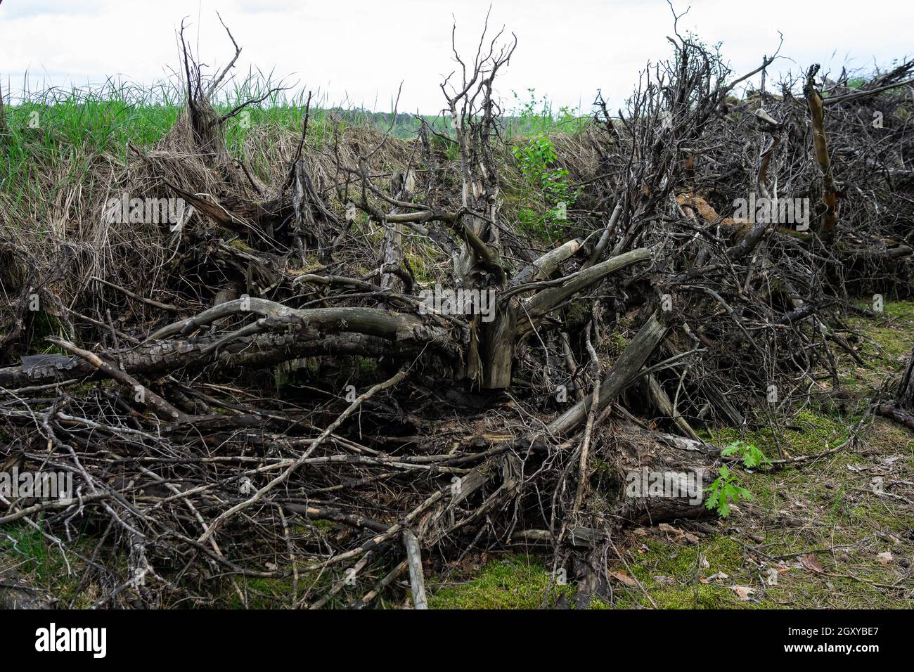 Uprooted stumps hi-res stock photography and images - Alamy
