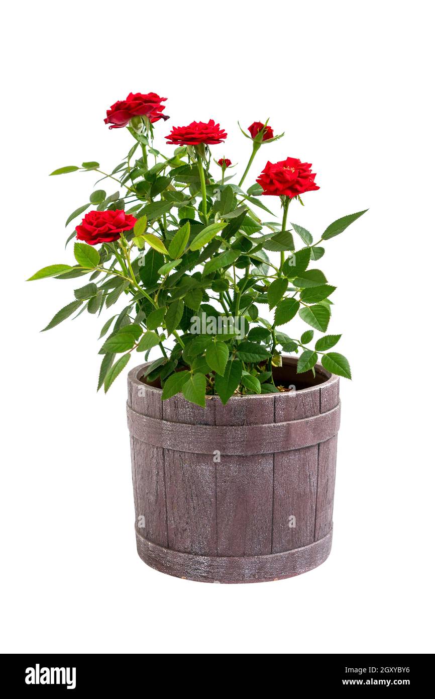 Red rose flowers in a pot isolated on white background Stock Photo - Alamy