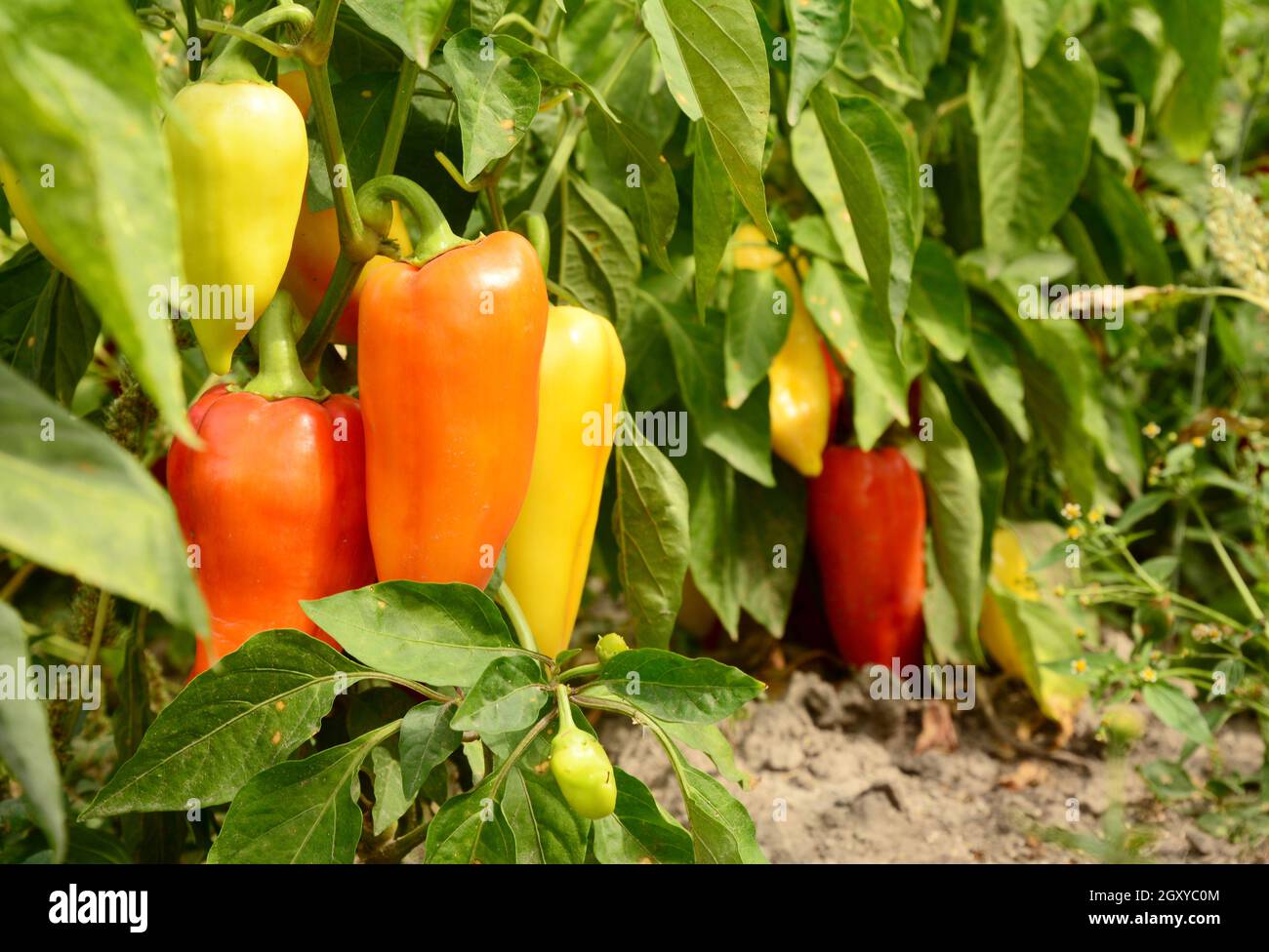 Growing, harvesting bell peppers Stock Photo - Alamy