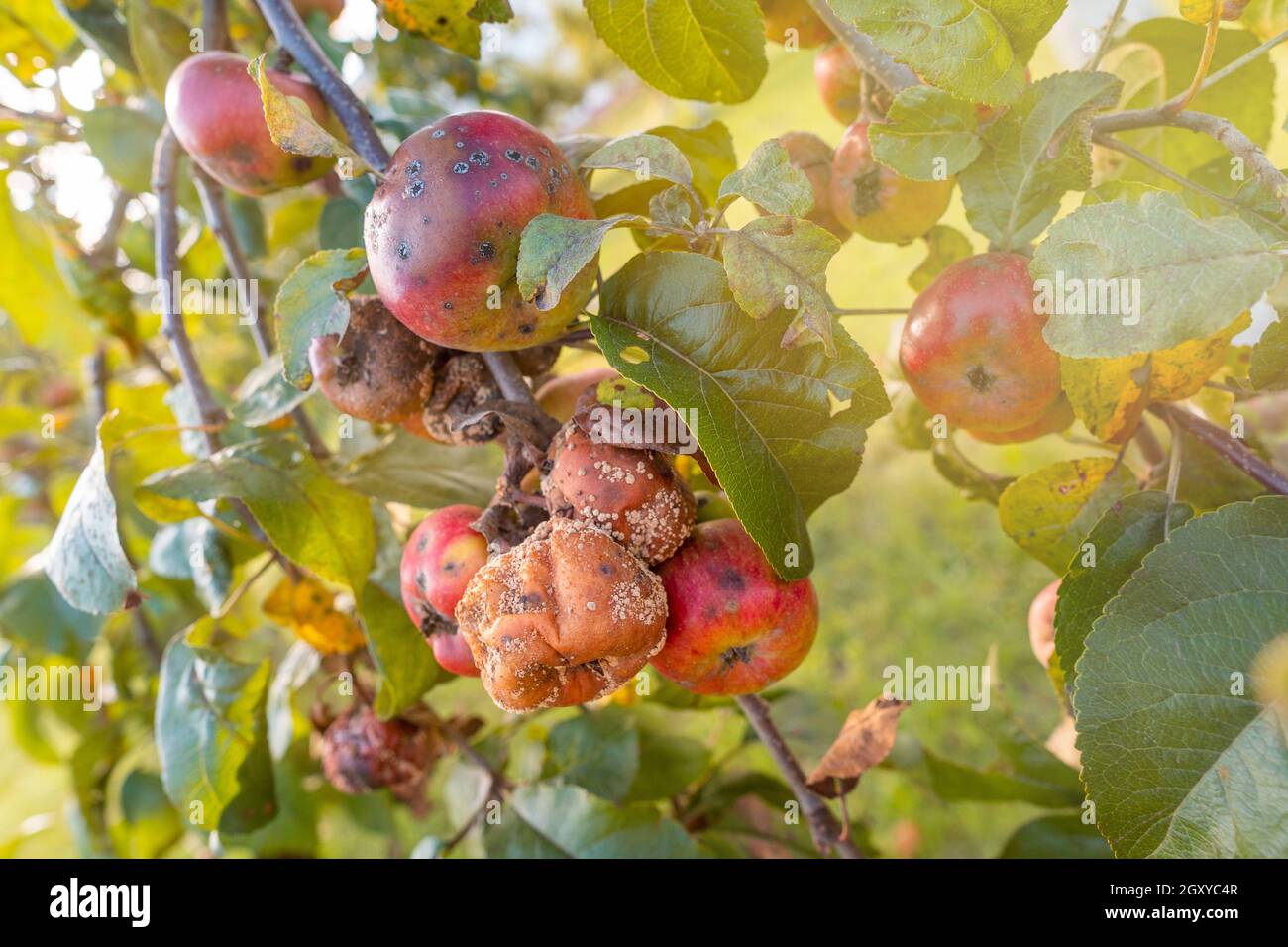 Rotten apples on a tree branch. Spoiled fruit on an apple tree. Lost ...