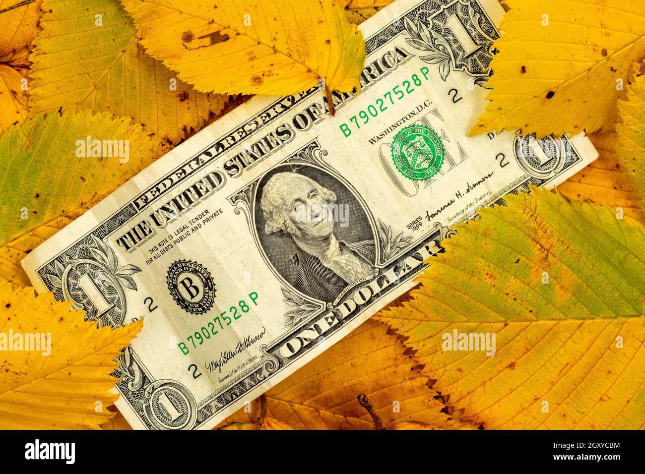Dollar banknote under fallen leaves, closeup, top view Stock Photo - Alamy