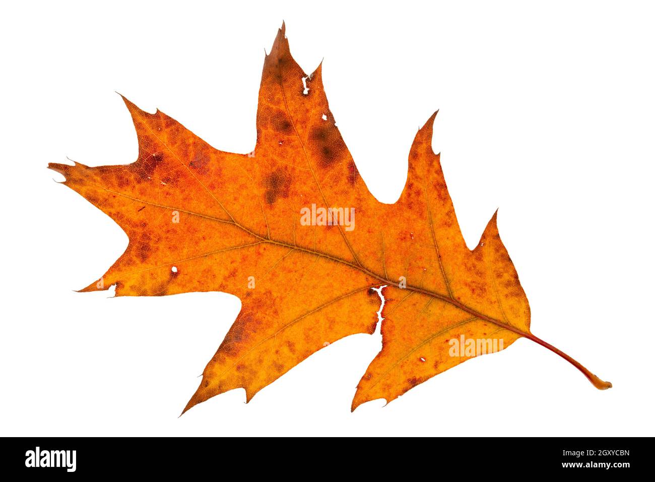 Orange and red maple leaf isolated on white background. Autumn flora ...