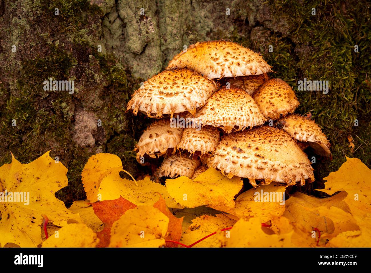 Wild mushrooms growing on tree trunk and close to tree roots during ...