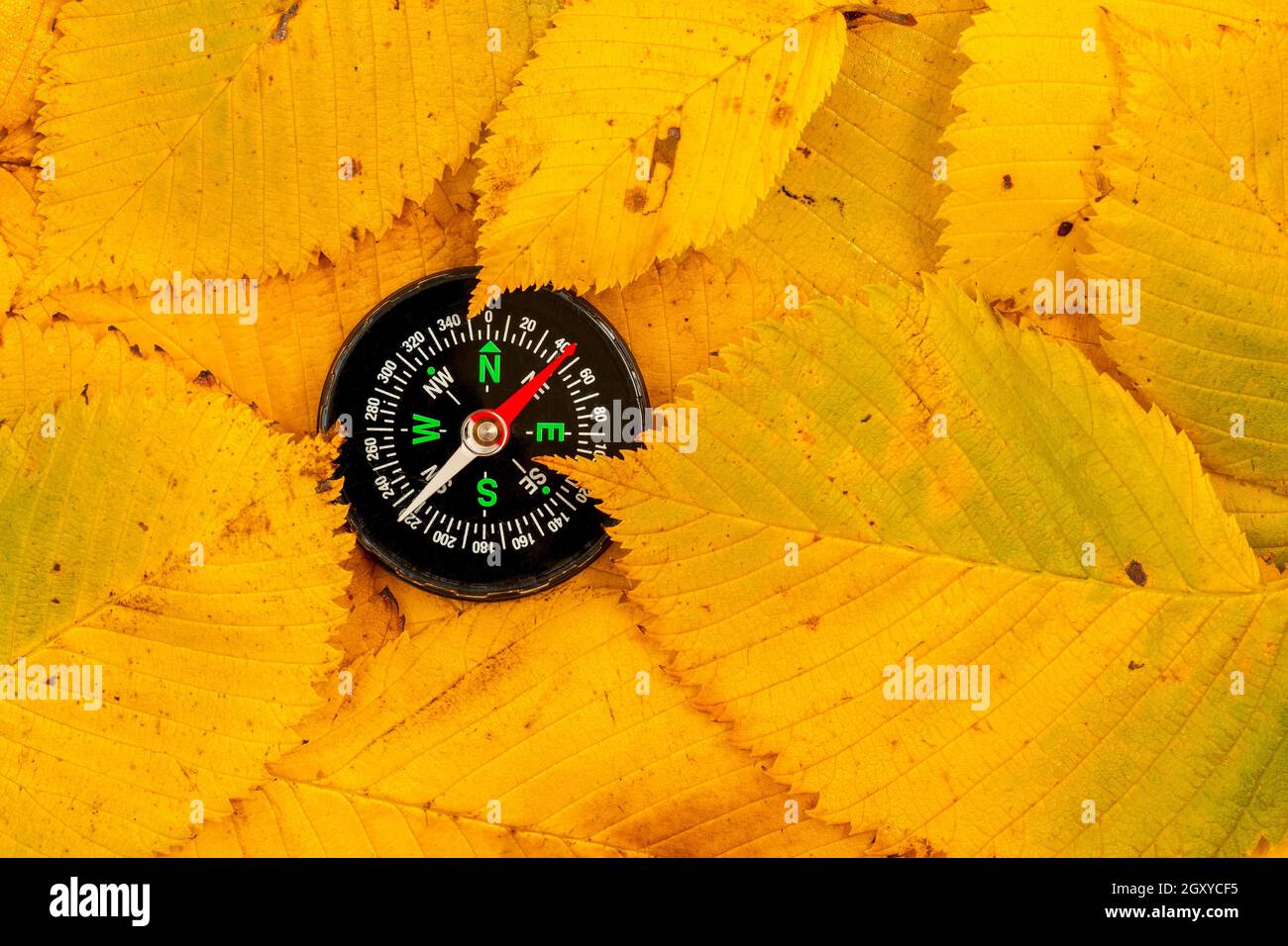 Compass lies on the autumn fallen leaves.Survival in a nature concept ...