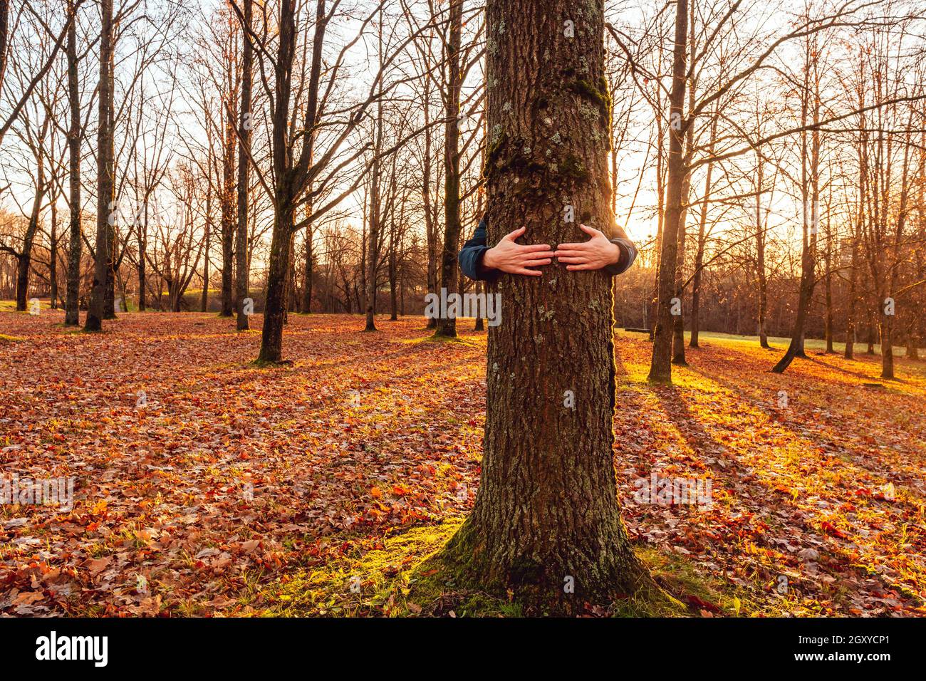 A man stand behind and give a hug to the old tree in the city park ...