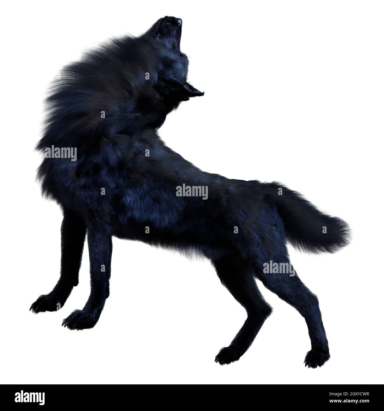 3D rendering of a black wolf isolated on white background Stock Photo ...