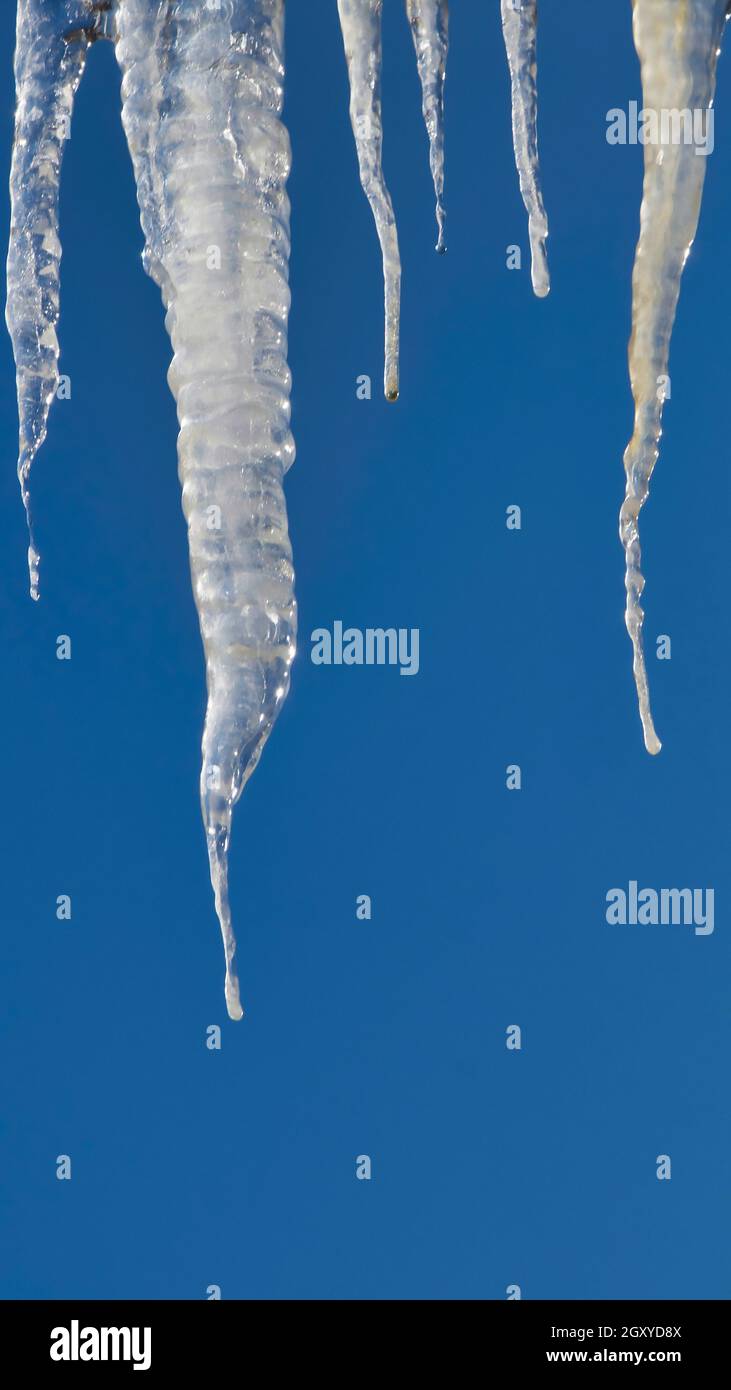 Vertical shot of melting multiple icicle hanging top down on blue sky ...