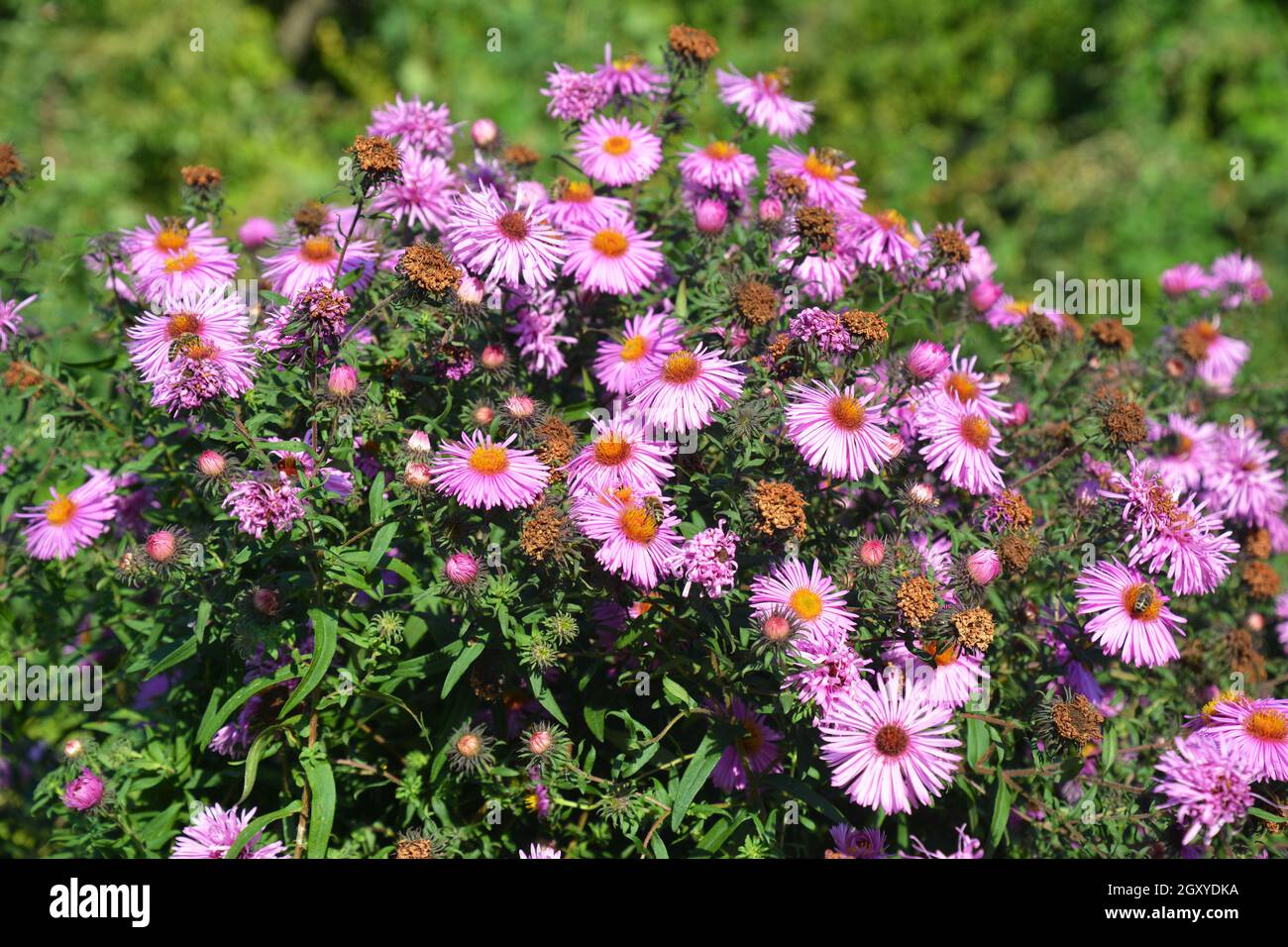 Tansy leaf aster (Machaeranthera tanacetifolia) with bees in autumn sun ...