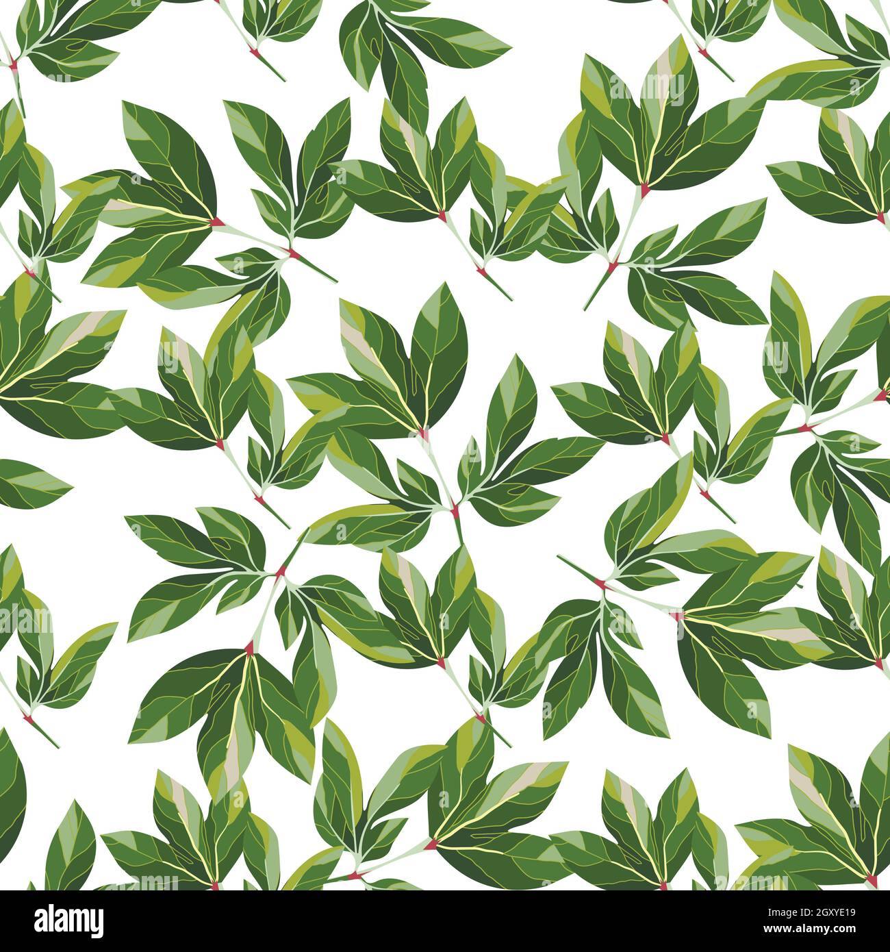 Natural botanical seamless pattern. Green peony leaves on white ...