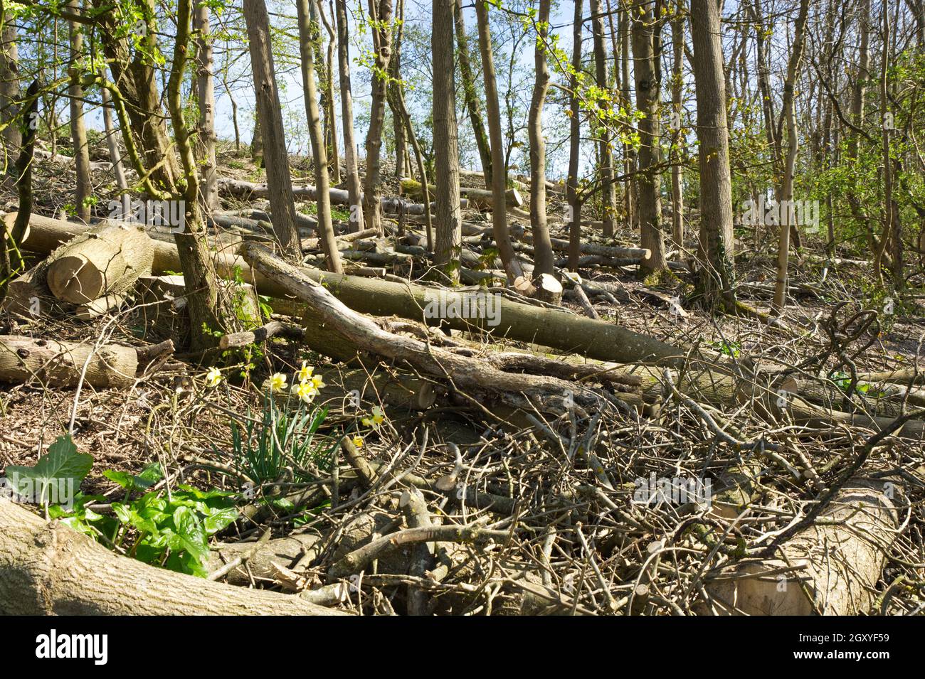 Ash trees (Fraxinus excelsior) cut down due to Ash die back disease ...