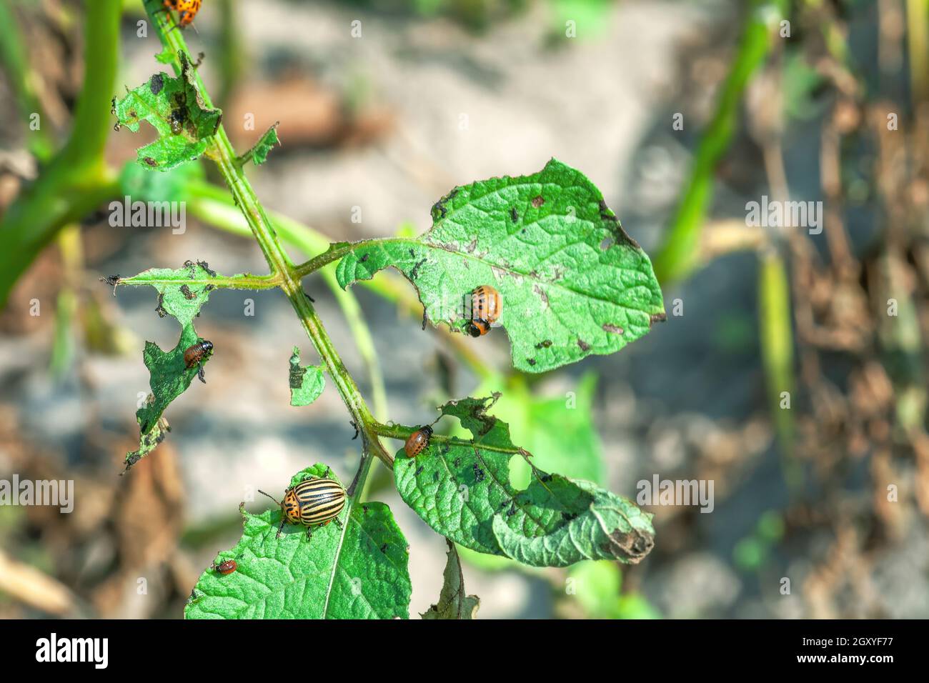 Colorado potato beetles eats green leaves. Leptinotarsa decemlineata or ...