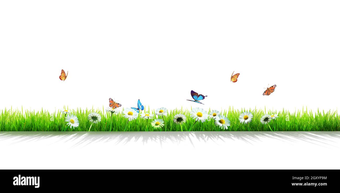 Wild flower herb butterfly Cut Out Stock Images & Pictures - Alamy