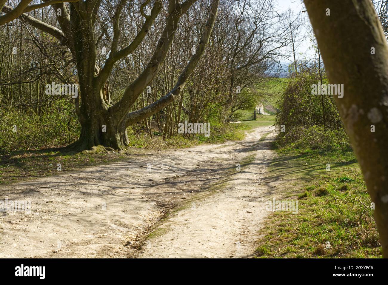 Badly eroded footpath on chalk soil of the South Downs at Cissbury Ring ...