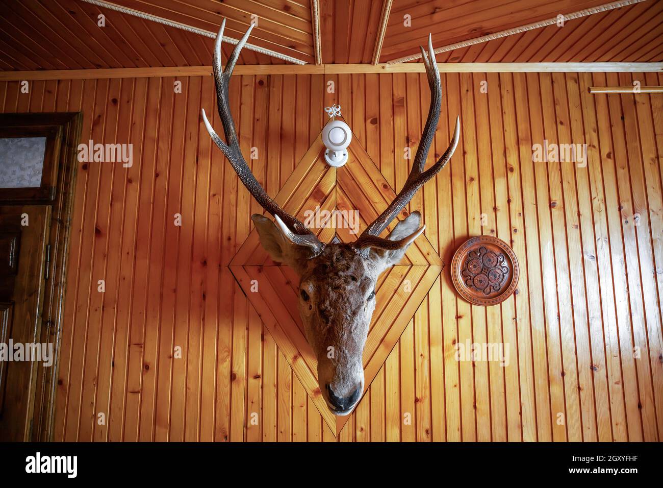 Antique mounted head horned deer hang in hunter wooden lodge. Vintage ...