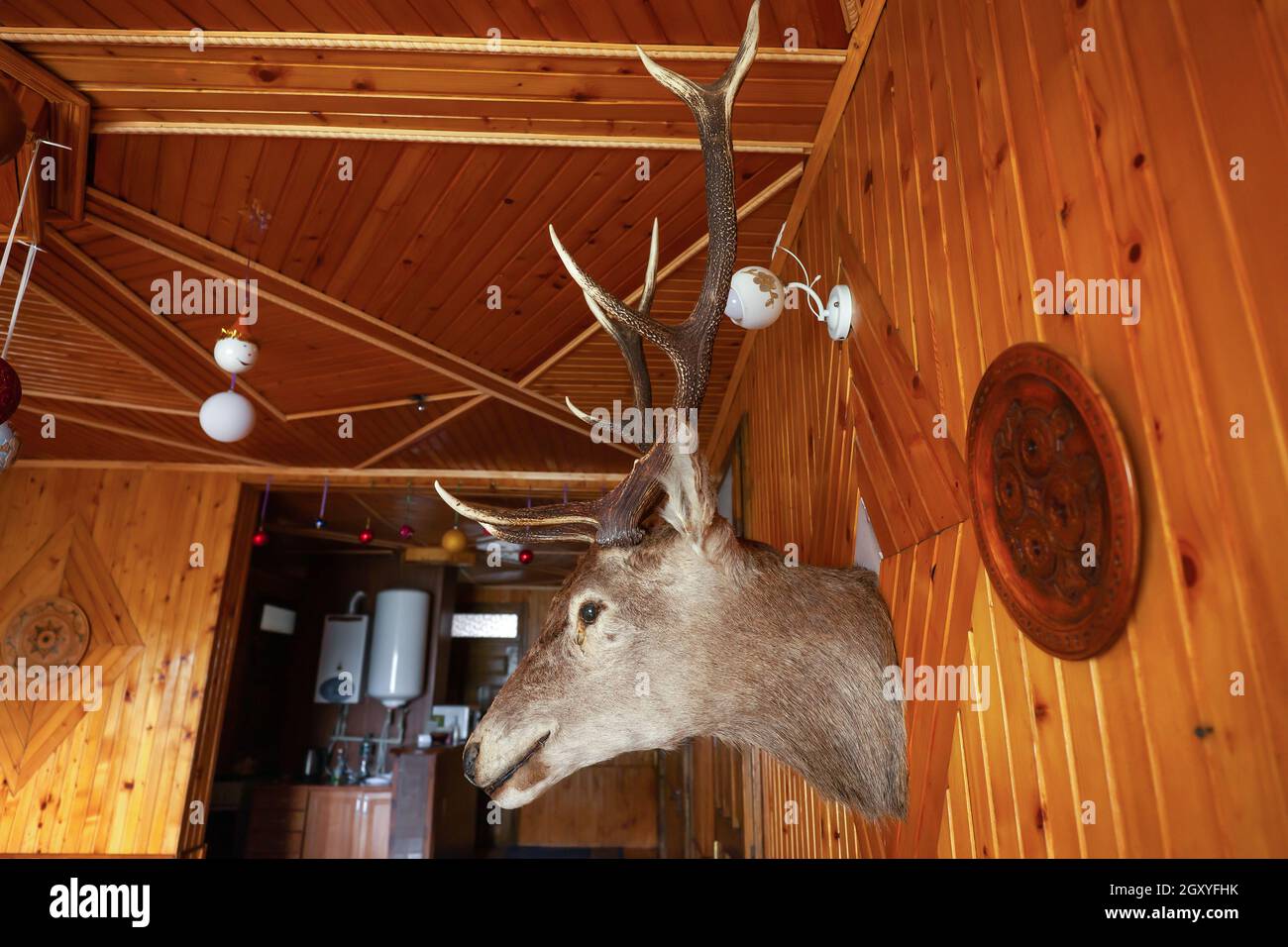 Old mounted head of horned deer hanging in hunting wooden lodge ...