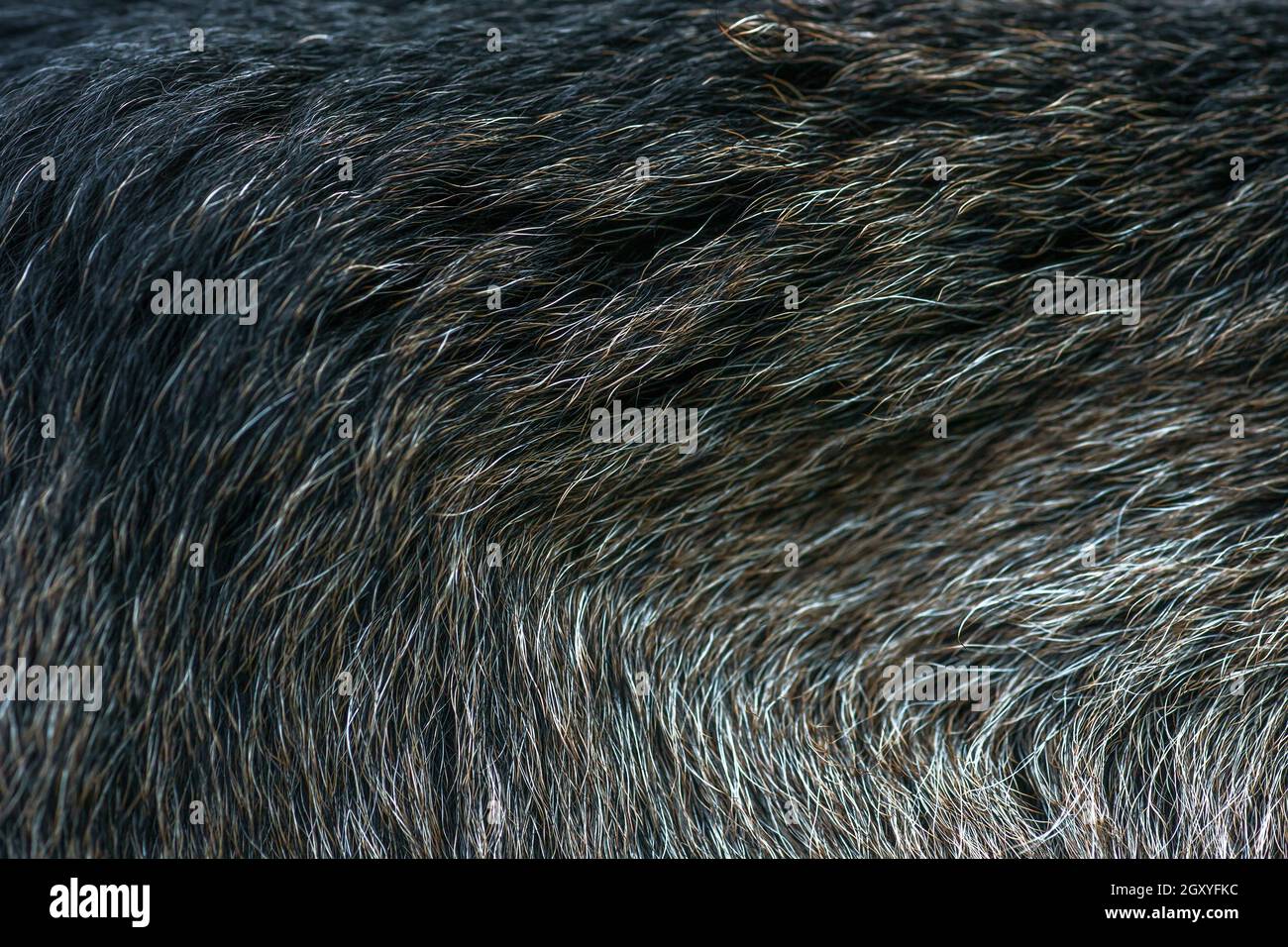 Black and brown goat fur texture. Close up goatling hair, selective ...