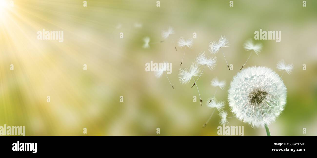 Beautiful dreamy spring nature background with dandelion Stock Photo ...