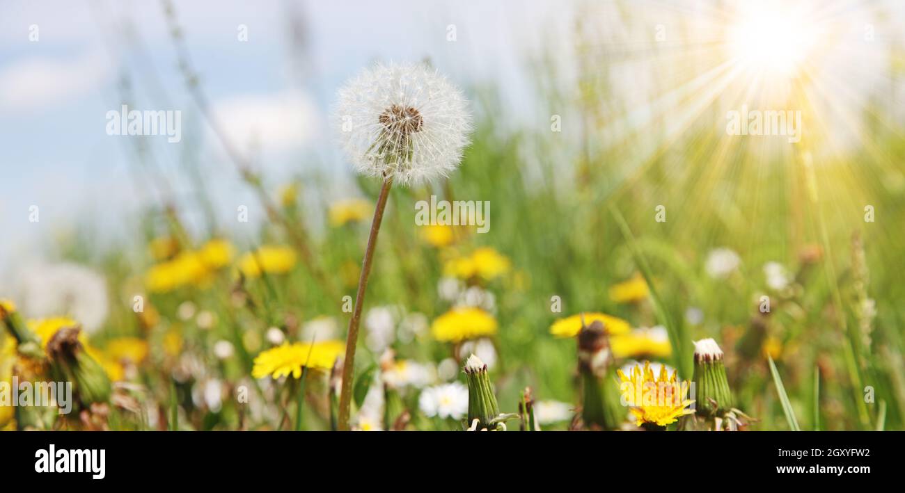 Beautiful dreamy spring nature background with dandelion Stock Photo ...