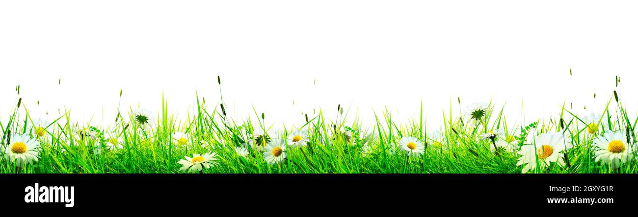 Grass flower field in spring background with sunlight Stock Photo - Alamy