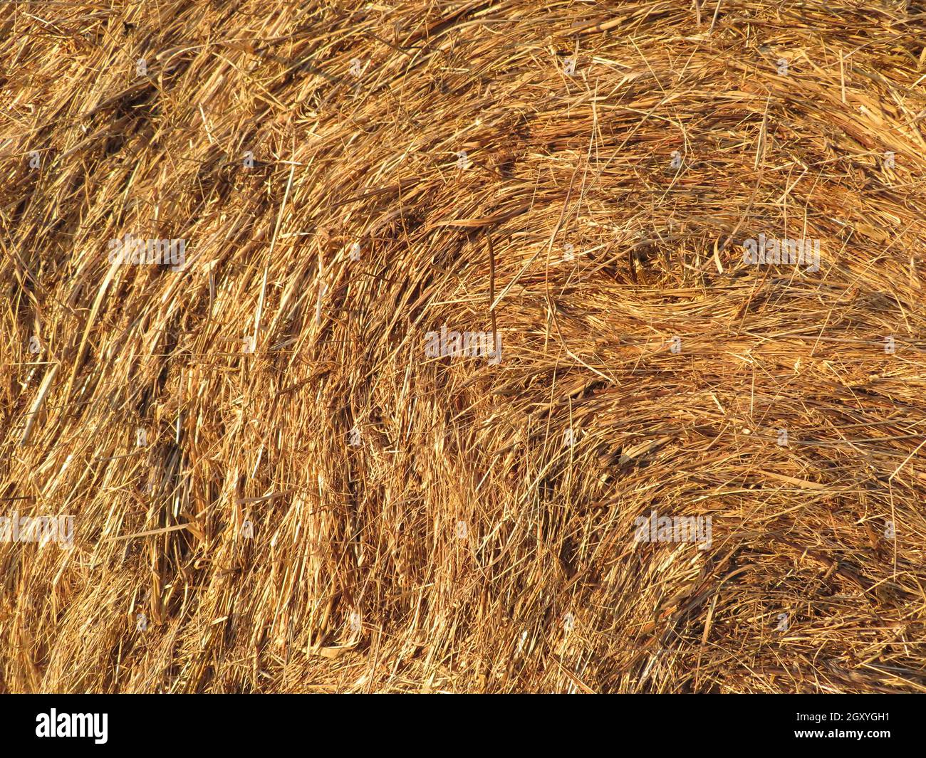 Beautiful picture of straw in the sun to dry Stock Photo - Alamy