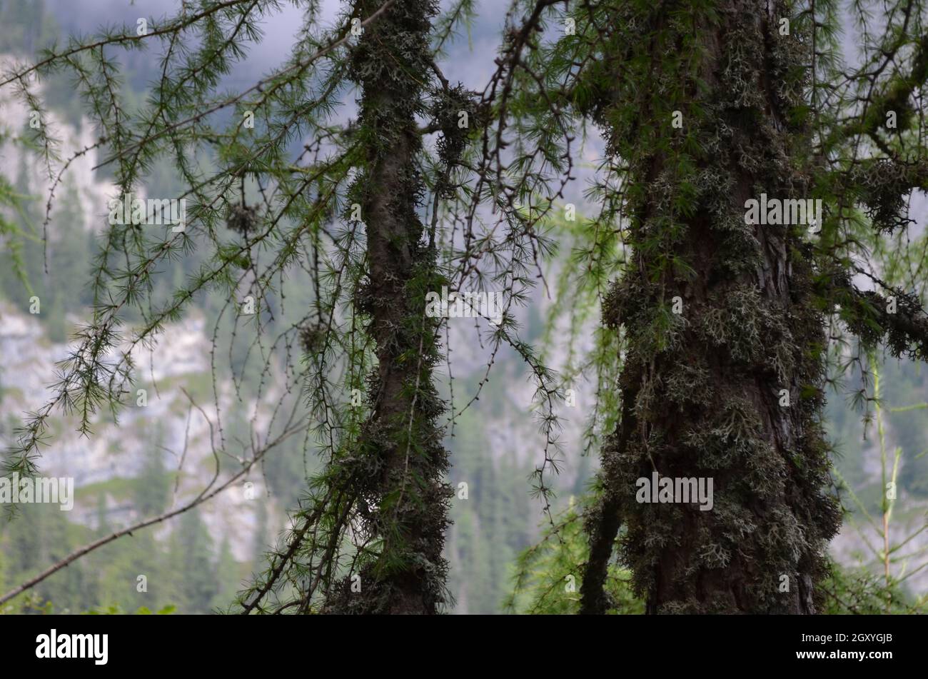 Alpine moss hi-res stock photography and images - Alamy
