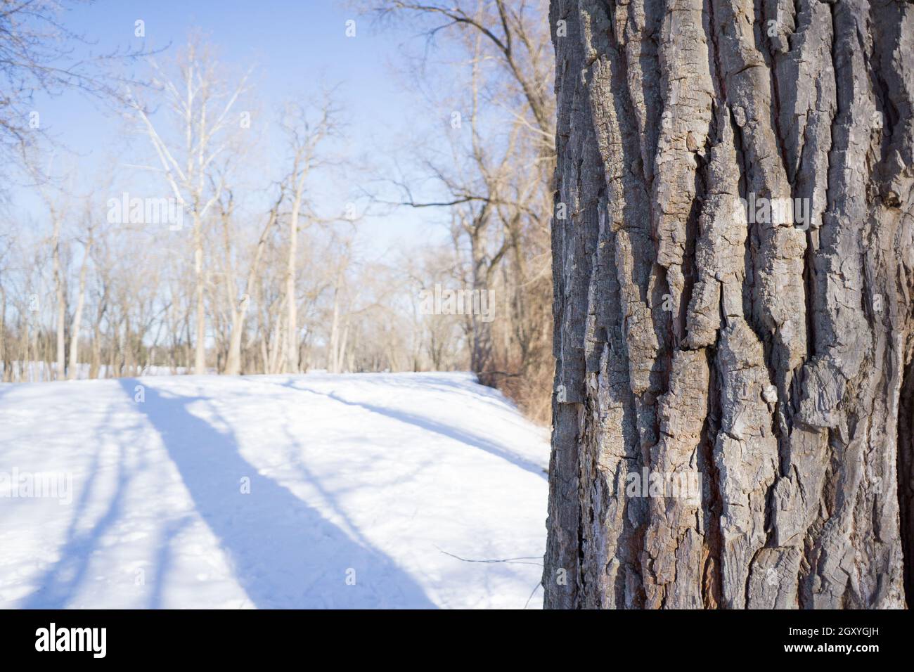 Frozen trunk hi-res stock photography and images - Alamy