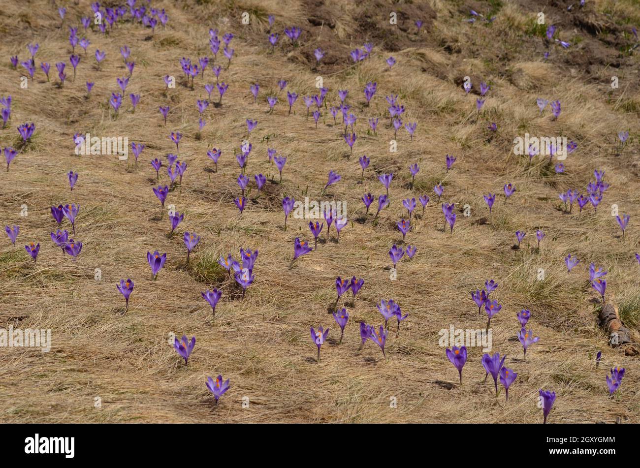 Crocus field hi-res stock photography and images - Alamy
