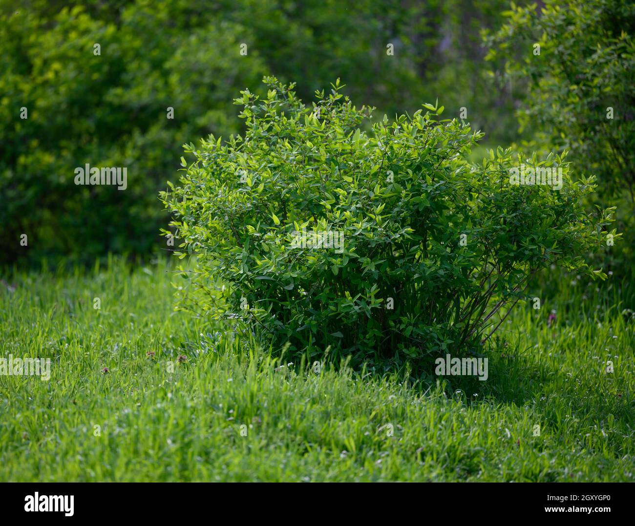large bush with green leaves in a spring park Stock Photo - Alamy