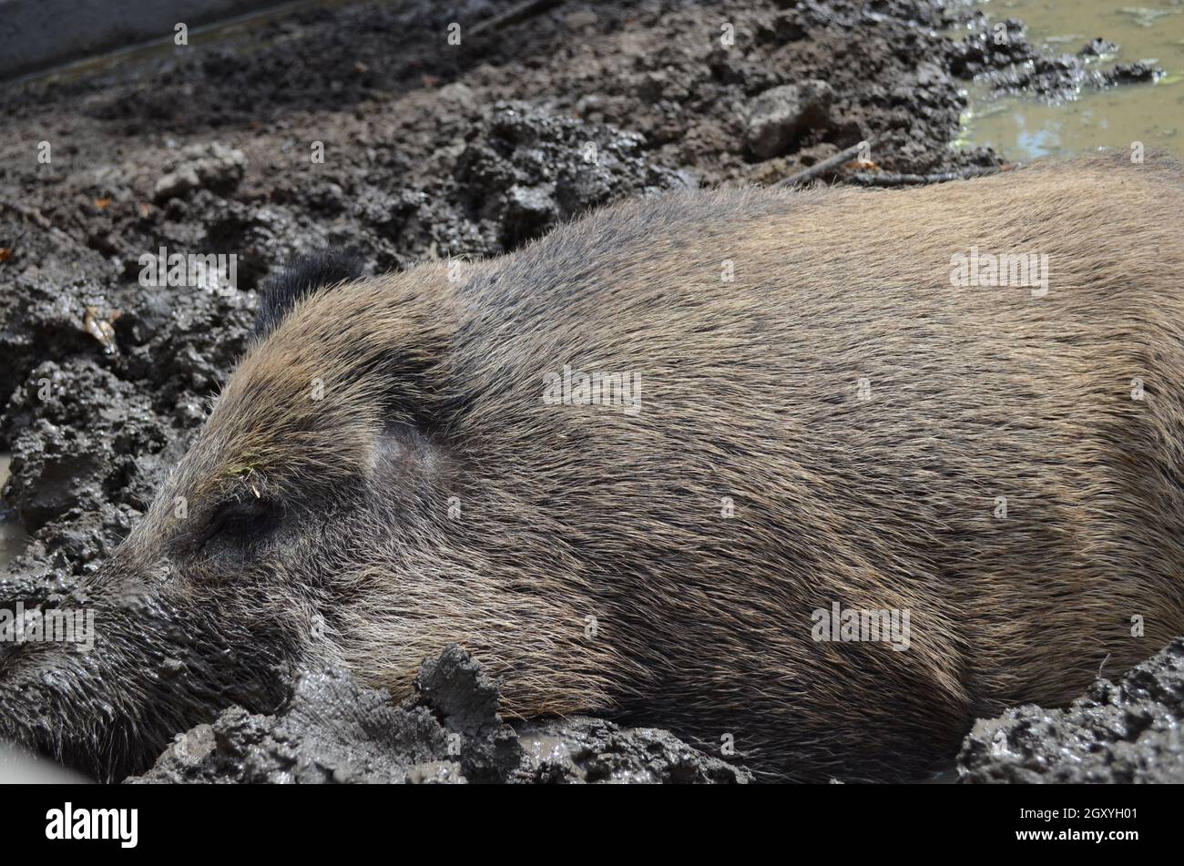 Wild boar chilling in the mud Stock Photo - Alamy