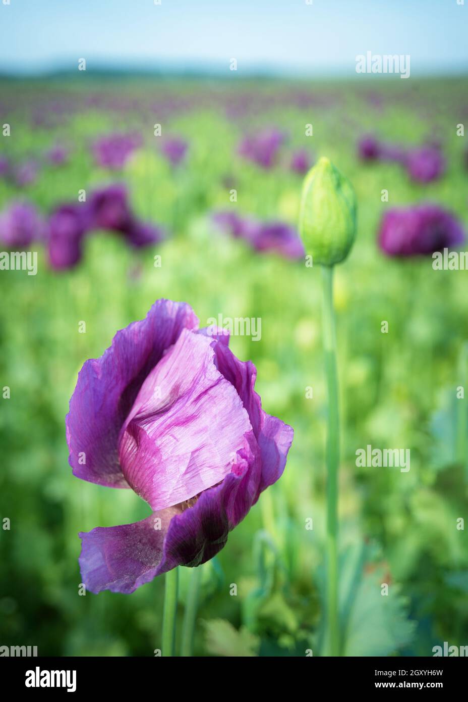 Purple poppys on an agricultural field Stock Photo - Alamy