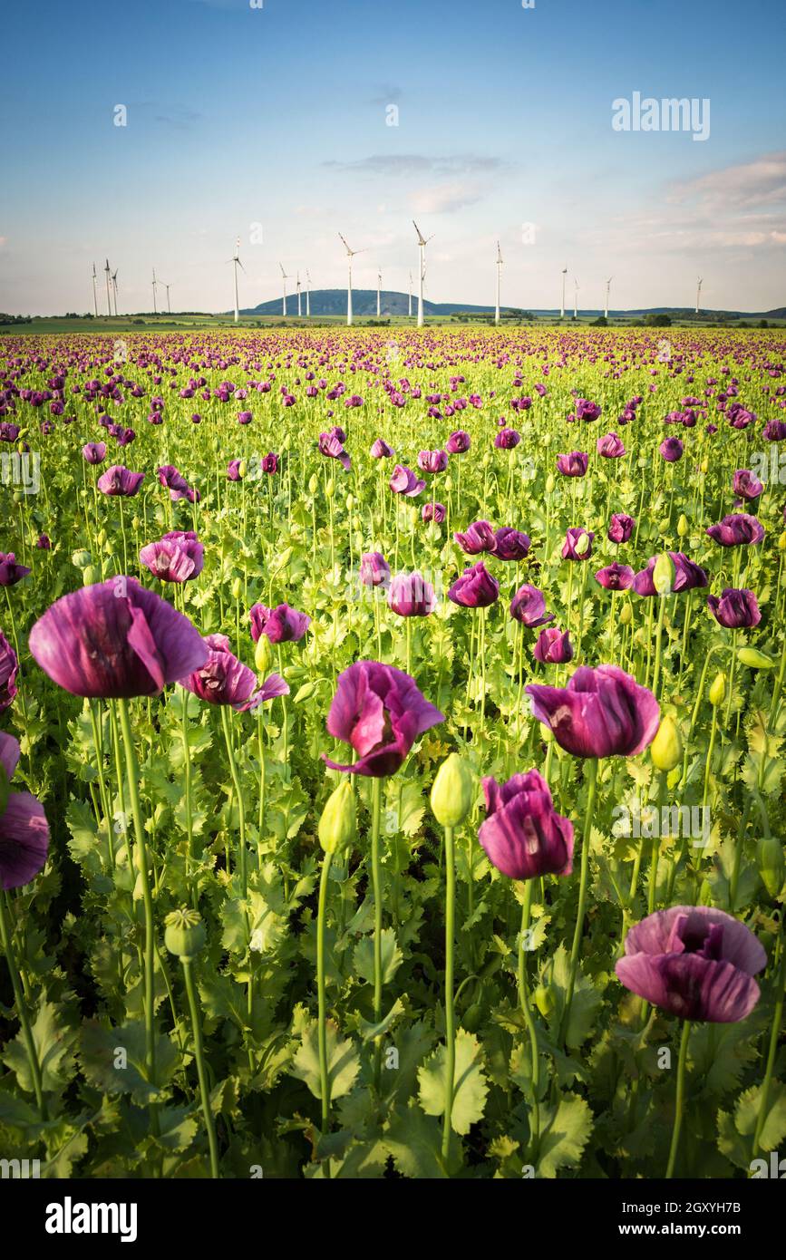 Purple poppys on an agricultural field Stock Photo - Alamy