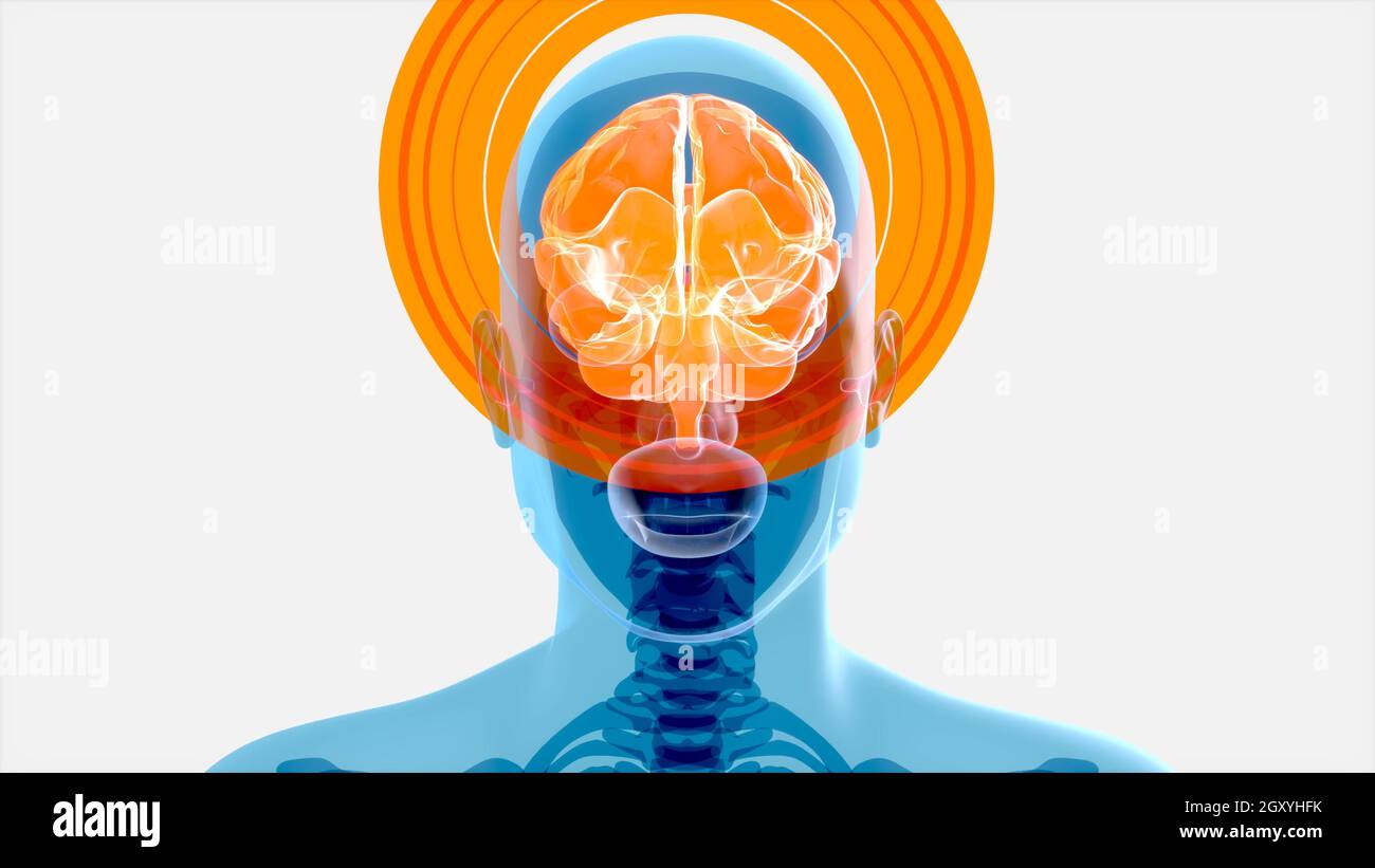 Abstract xray art of the brain and facial recognition Stock Photo - Alamy