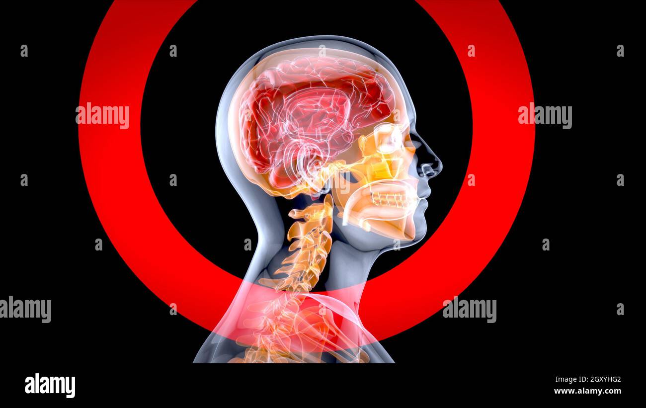 3D Anatomy concept of a Xray man Stock Photo - Alamy
