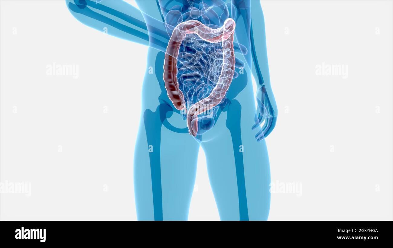 Abstract art of the gut system Stock Photo - Alamy