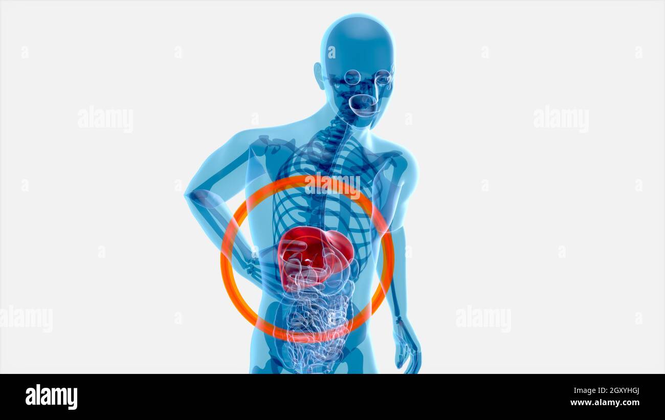 Abstract art of the gut system Stock Photo - Alamy