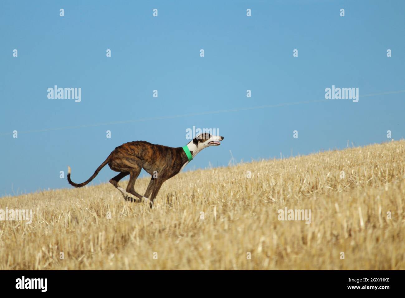 Spanish greyhound in mechanical hare race in the countryside Stock ...