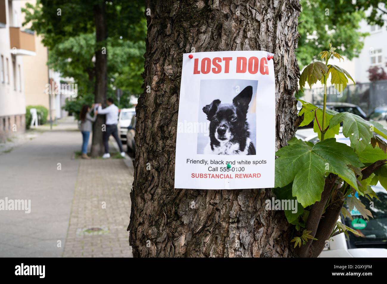 Lost Dog Poster. Missing Puppy Pet Ad Paper Stock Photo - Alamy