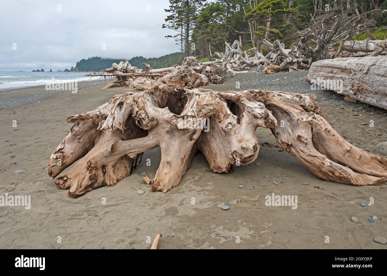 Weathered Logs on an Ocean Coast on Rialto Beach in Olympic National ...