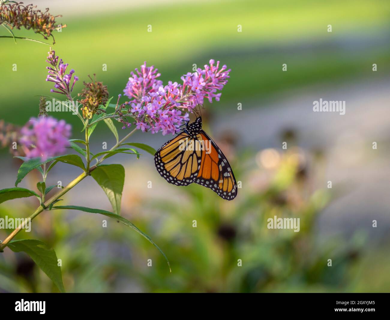 monarch butterfly,Danaus plexippus) is a milkweed butterfly in the ...