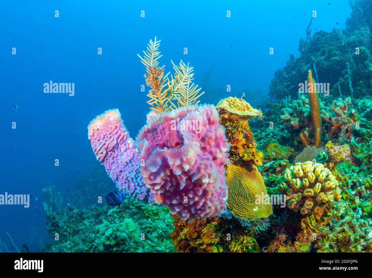 Caribbean coral reef off the coast of the island of Roatan Stock Photo ...