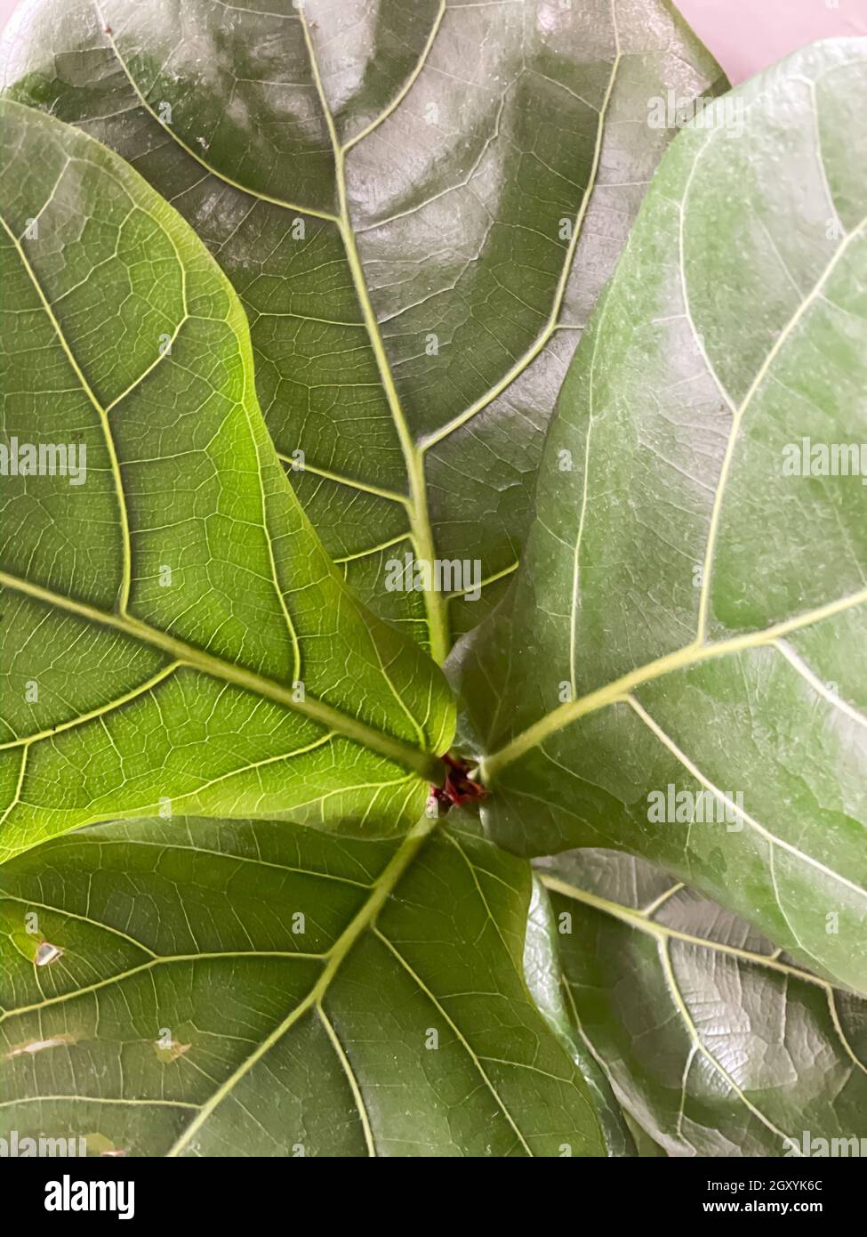 Top view of fiddle leaf fig , stock photo Stock Photo - Alamy