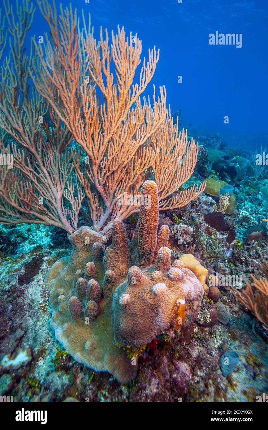 Caribbean coral reef off the coast of the island of Roatan Stock Photo ...
