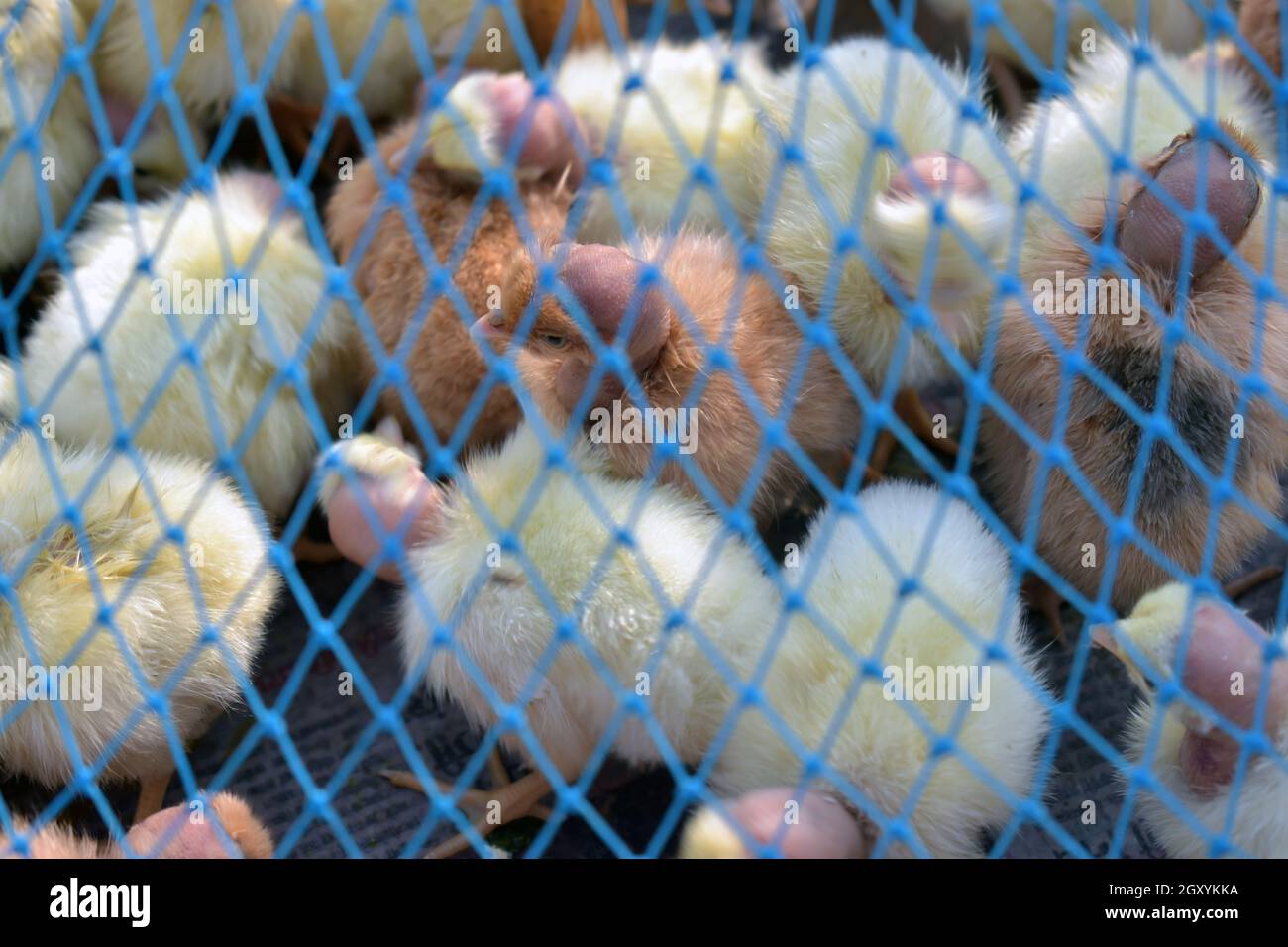 Range chicken netting hi-res stock photography and images - Alamy